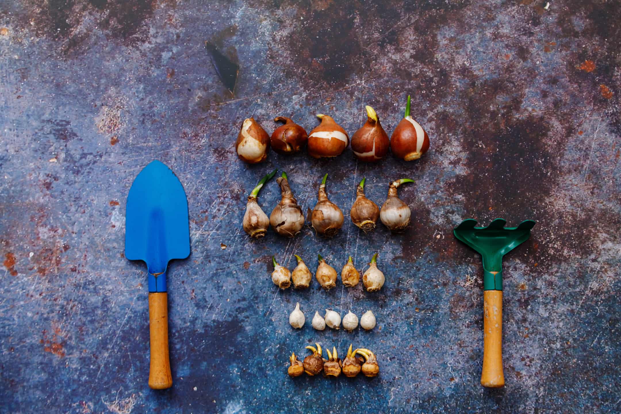 Planting Fall Bulbs For Spring Color In Southeast Kansas Van