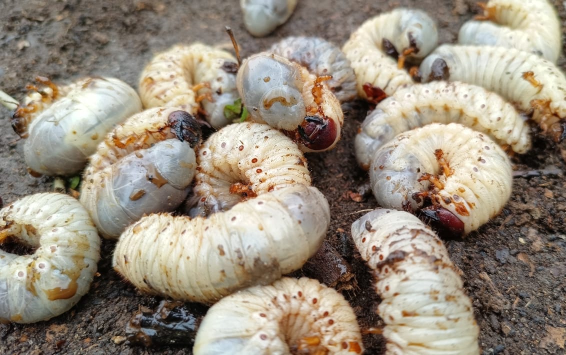 How to Fight Off Garden Grubs Naturally With Long-Term Results – Van ...